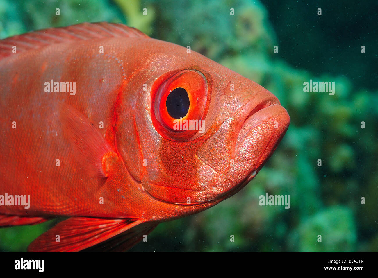 Crescent-tail bigeye fish, off Marsa Alam, Red Sea, Egypt Stock Photo ...