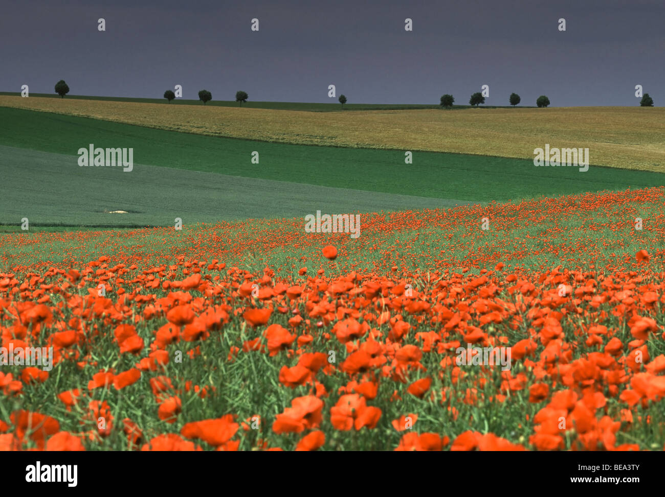 Papaver papaver sp hi-res stock photography and images - Alamy