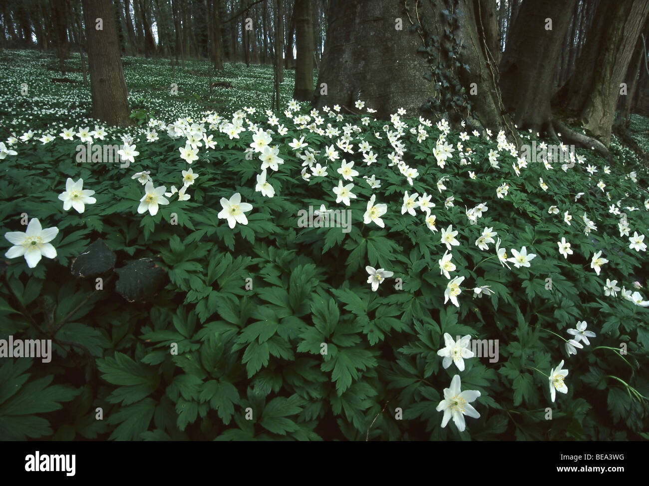 Bosanemoon (Anemone nemorosa) Wood anemone (Anemone nemorosa Stock ...
