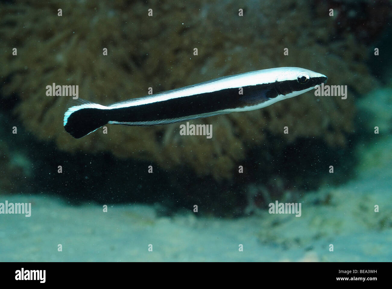Blue blanquillo fish, off Marsa Alam, Red Sea, Egypt Stock Photo - Alamy
