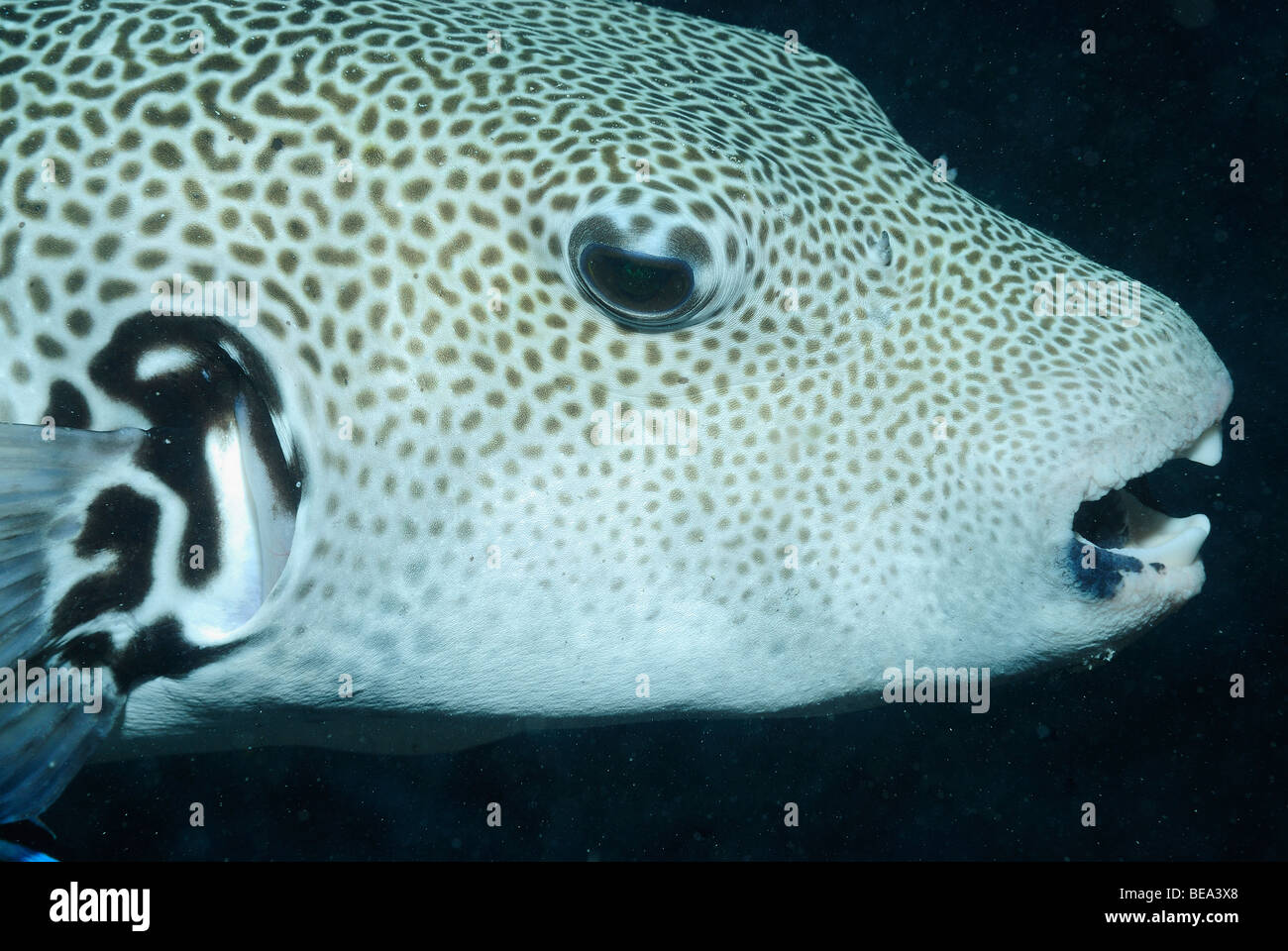 Starry toadfish marine fish hi-res stock photography and images - Alamy