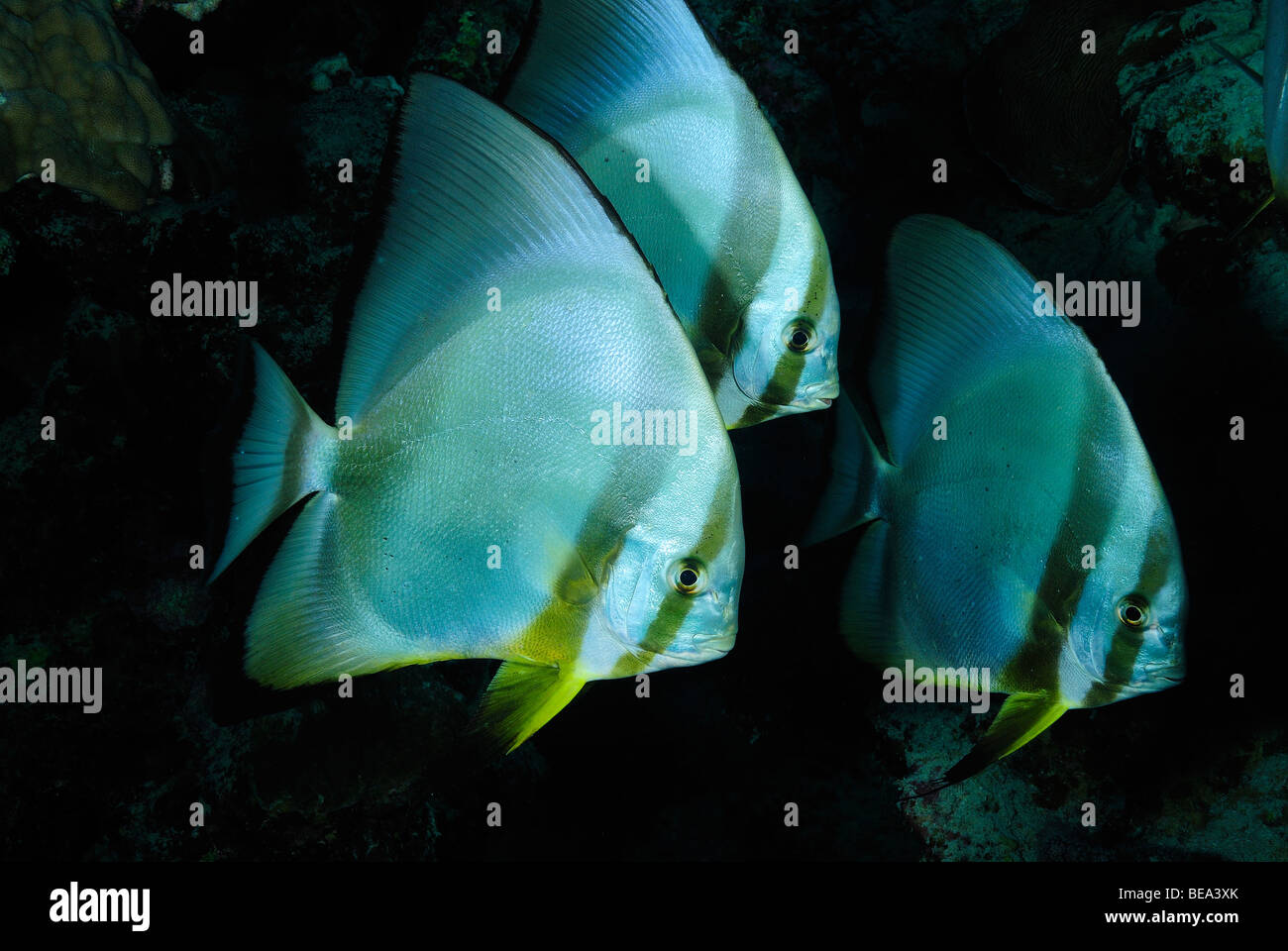 Orbicular batfish fish hi-res stock photography and images - Alamy