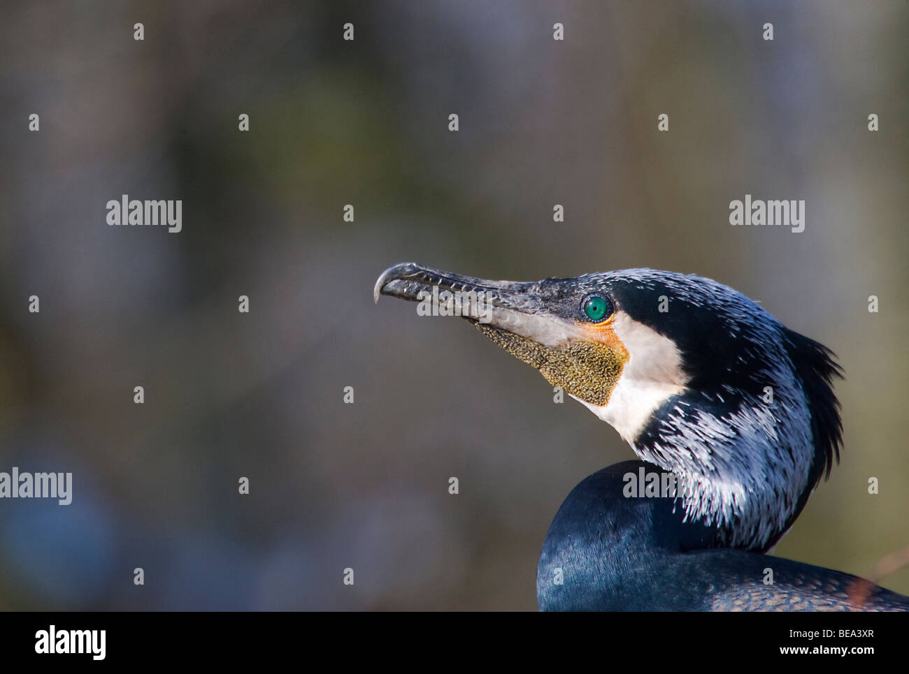 Cormorants mating, displaying and nesting at the colony Stock Photo - Alamy