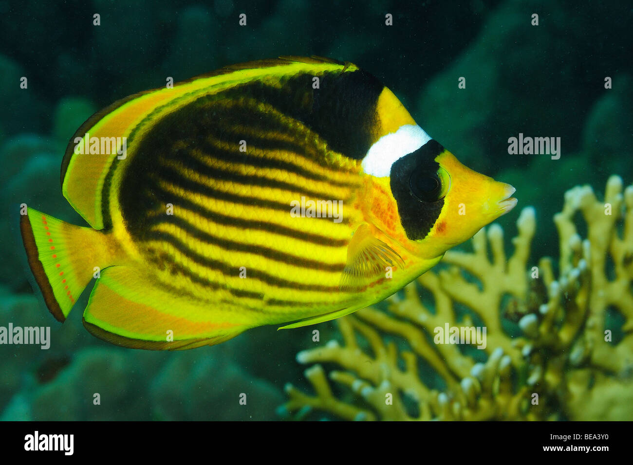 Red Sea raccoon butterflyfish, off Marsa Alam, Red Sea, Egypt Stock ...