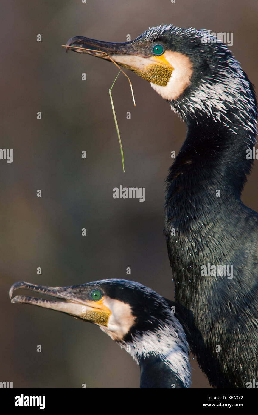 Cormorants mating, displaying and nesting at the colony Stock Photo - Alamy