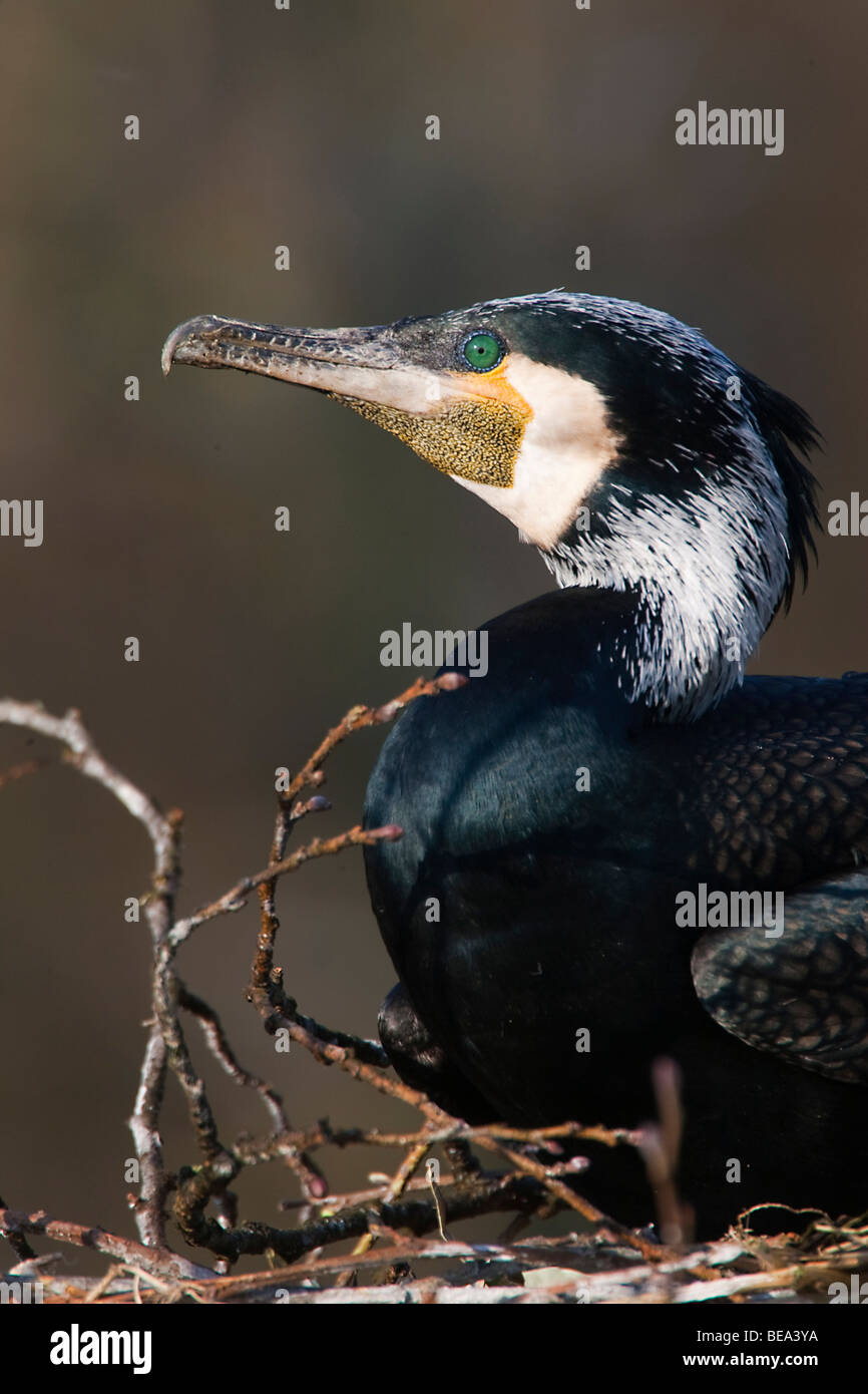 Cormorants mating, displaying and nesting at the colony Stock Photo - Alamy