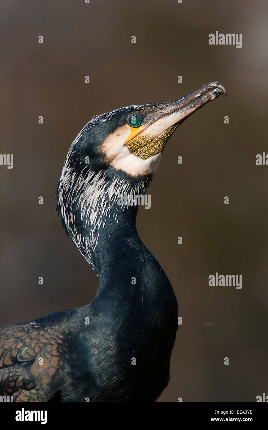 Cormorants mating, displaying and nesting at the colony Stock Photo - Alamy