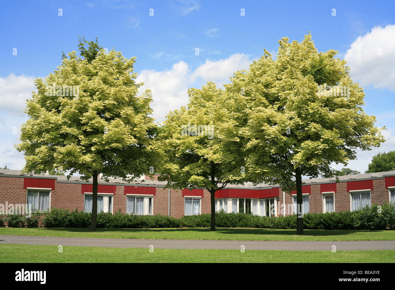 Variegated sycamore maple hi-res stock photography and images - Alamy