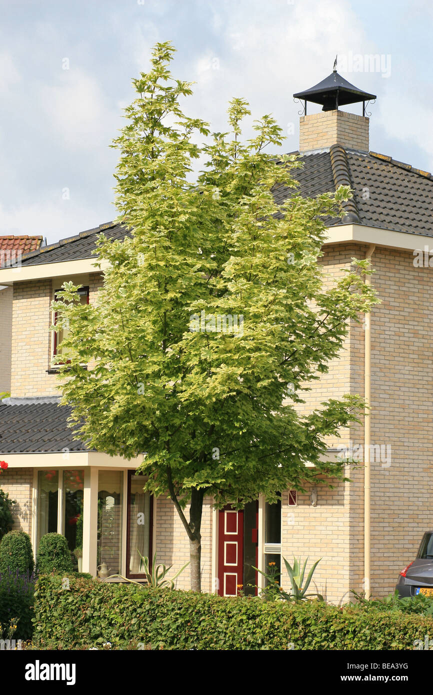 a variegated tree which causes a pleasurable variation in the garden ...
