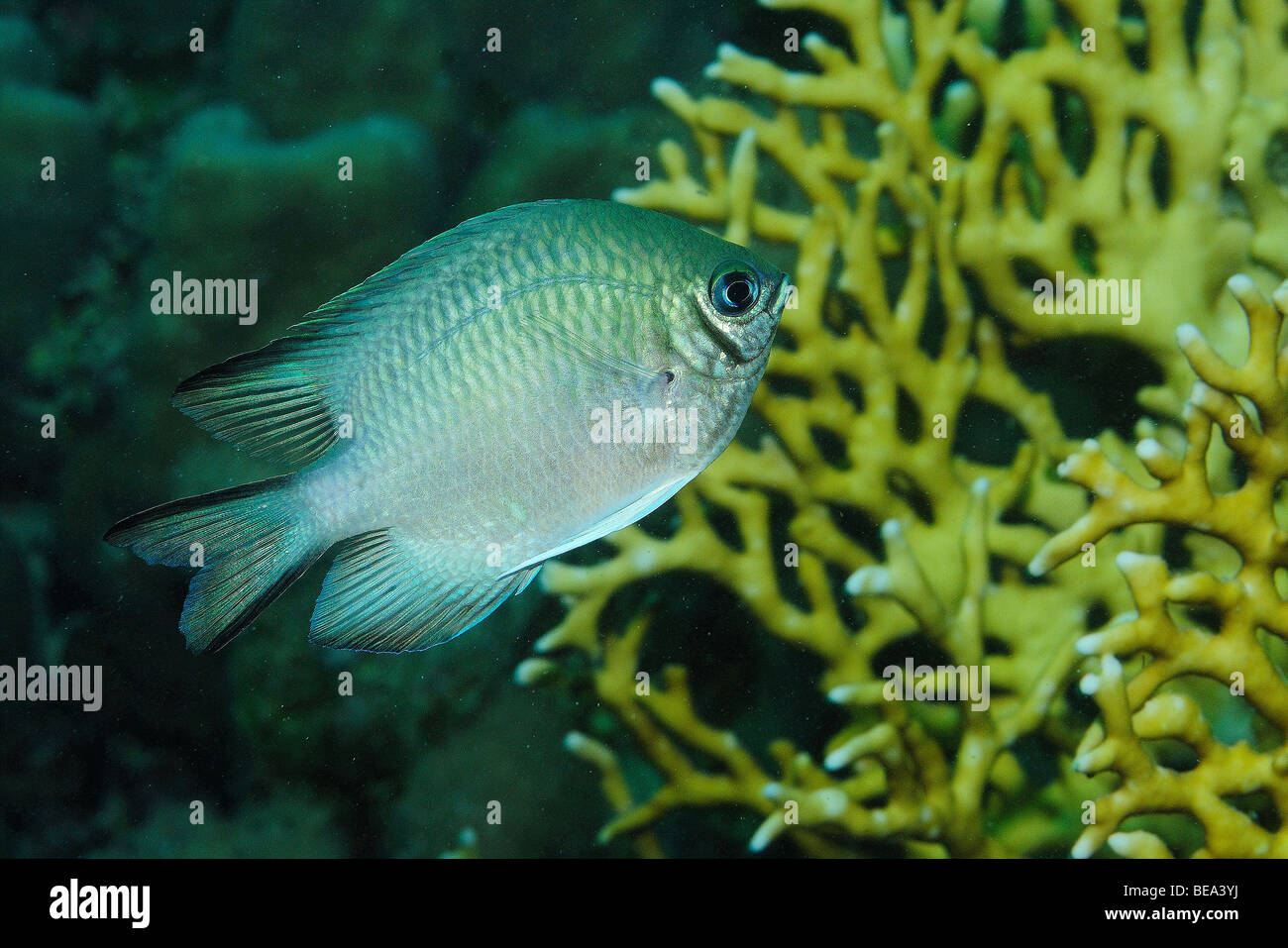 Yellowbelly damselfish, off Marsa Alam, Red Sea, Egypt Stock Photo - Alamy