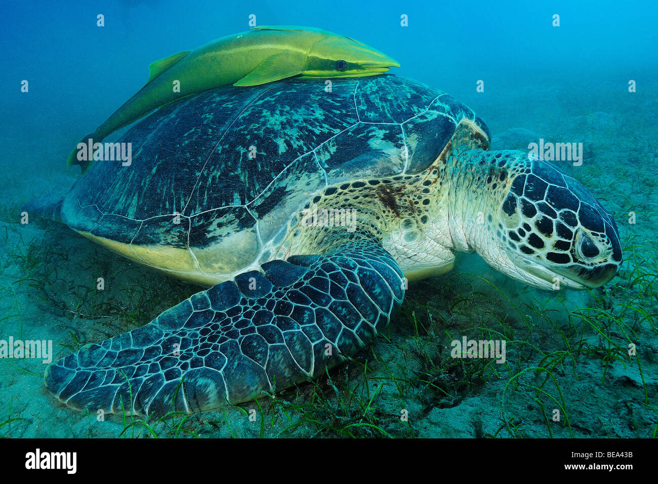 Turtle Eating Fish High Resolution Stock Photography and Images - Alamy
