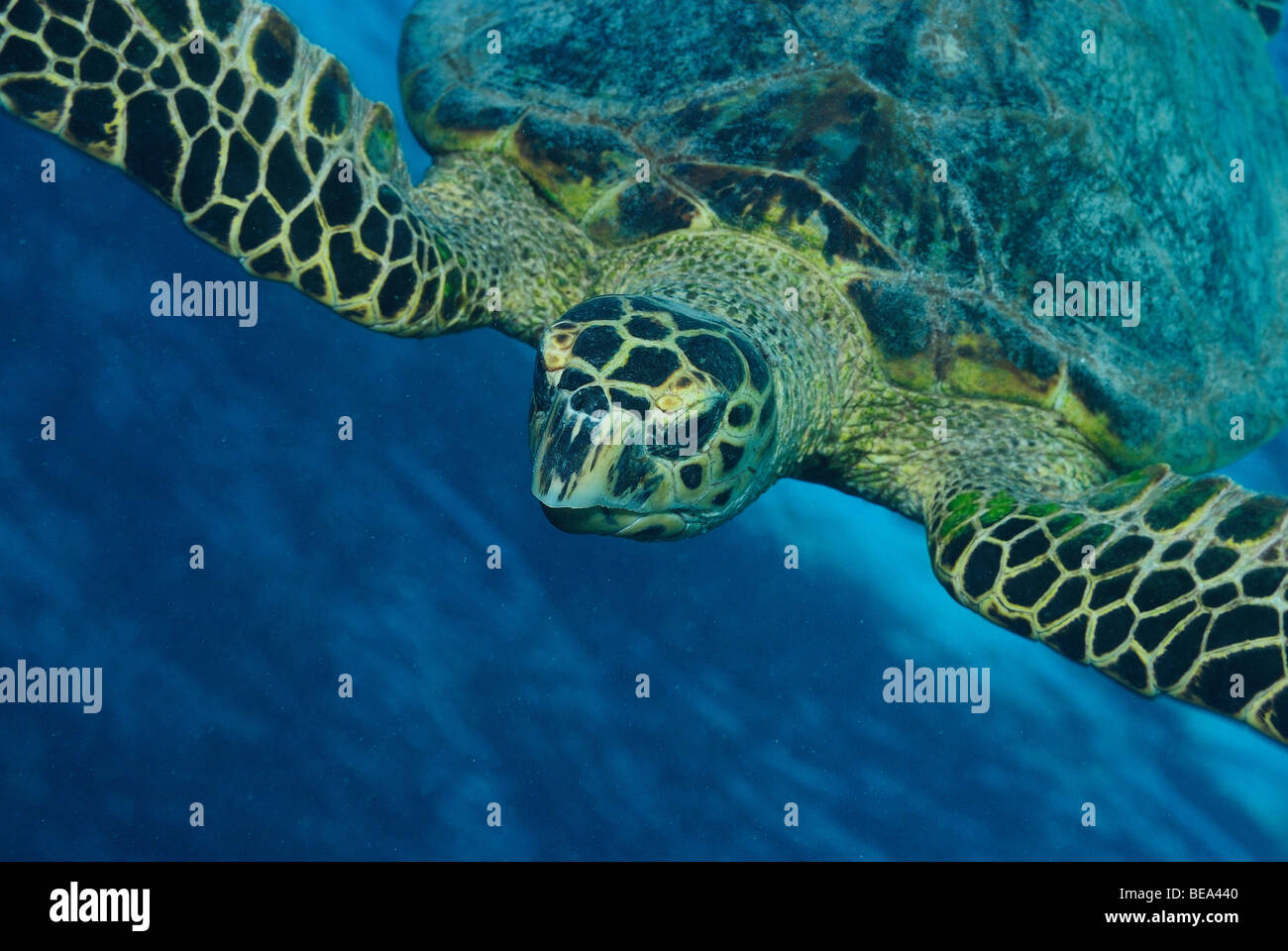 Green turtle in Red Sea, Egypt Stock Photo - Alamy