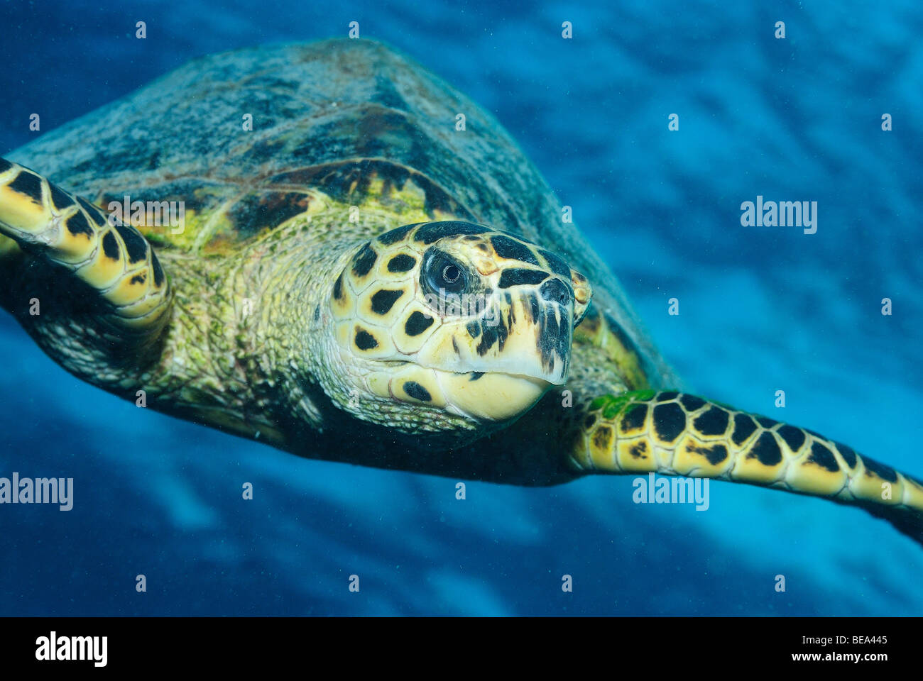 Green turtle in Red Sea, Egypt Stock Photo - Alamy