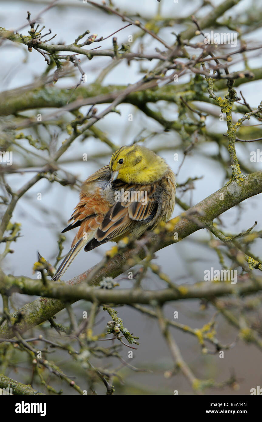 Yellowhammer male goldammer hi-res stock photography and images - Alamy