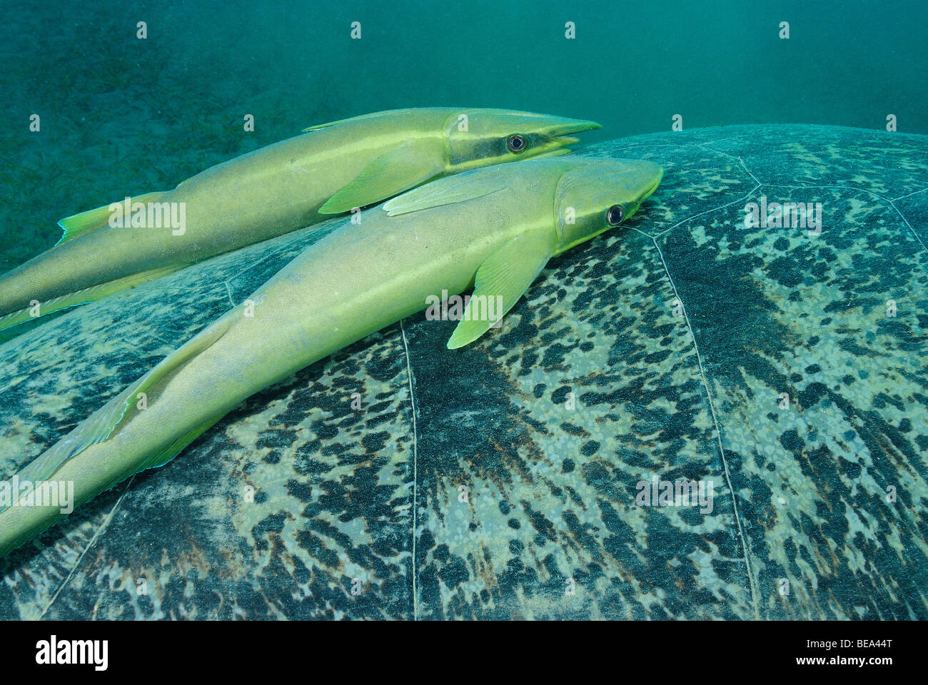 Sharksucker on turtle echeneis hi-res stock photography and images - Alamy