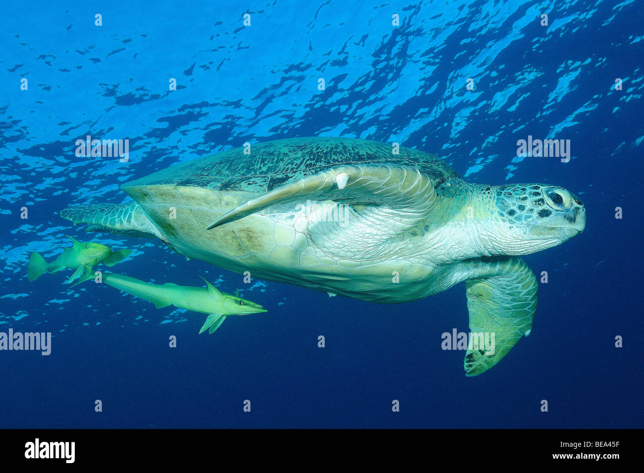 Sharksucker on turtle echeneis hi-res stock photography and images - Alamy