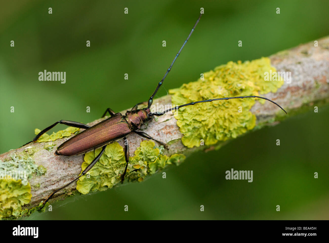 Muskusboktor op wilg; muskbeetle on willow Stock Photo - Alamy
