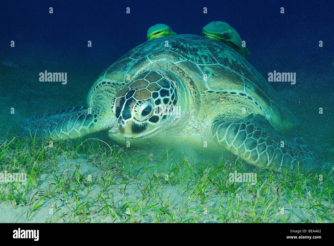 Green turtle with live sharksucker fish in Red Sea, Egypt Stock Photo ...