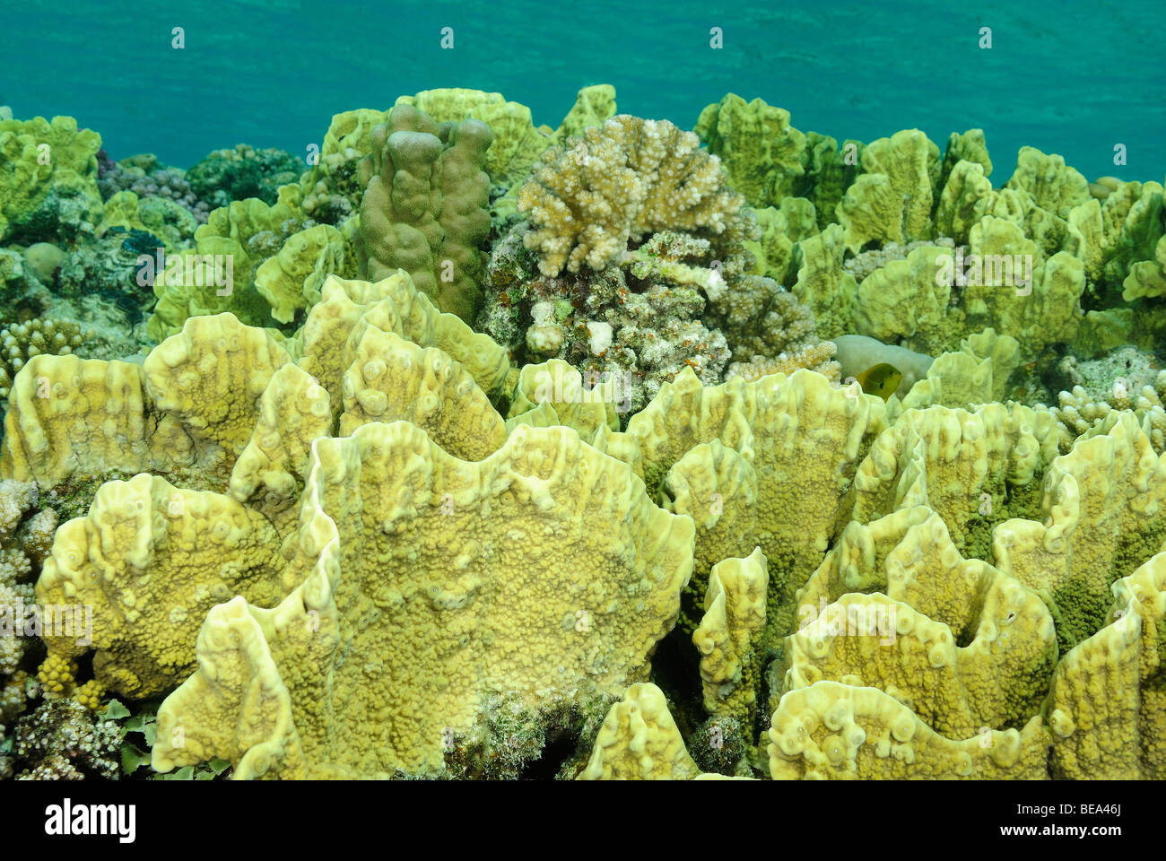 Scenic view on a hard coral colony in Red Sea, Egypt Stock Photo - Alamy