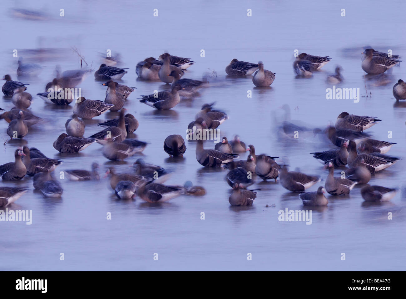 slaapplaats van Kolganzen en rietganzen; roost of White-fronted and ...