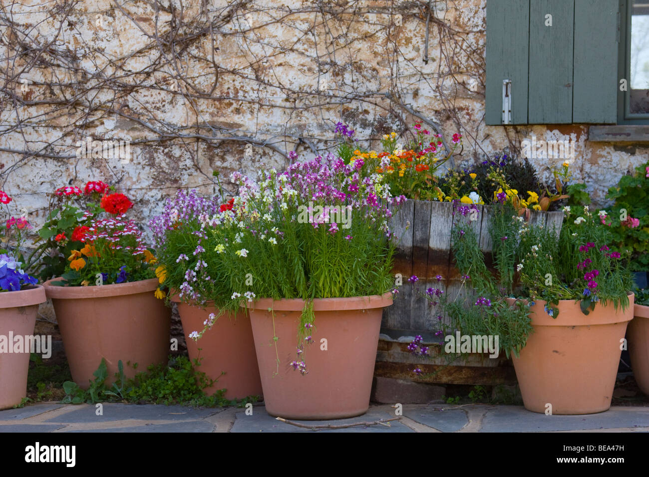 Flowers in tubs and pots Stock Photo - Alamy