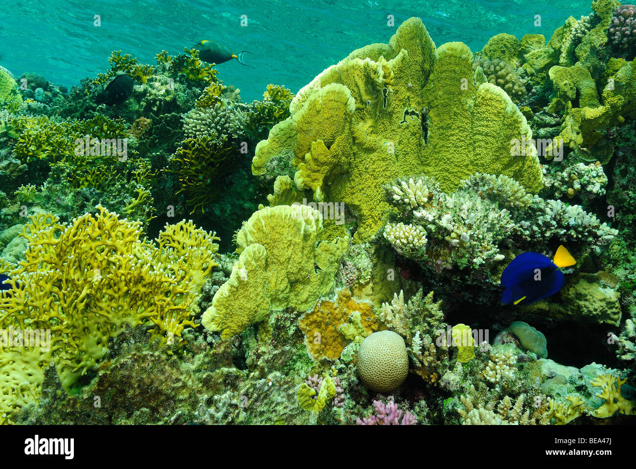 Encrusting hard coral hi-res stock photography and images - Alamy