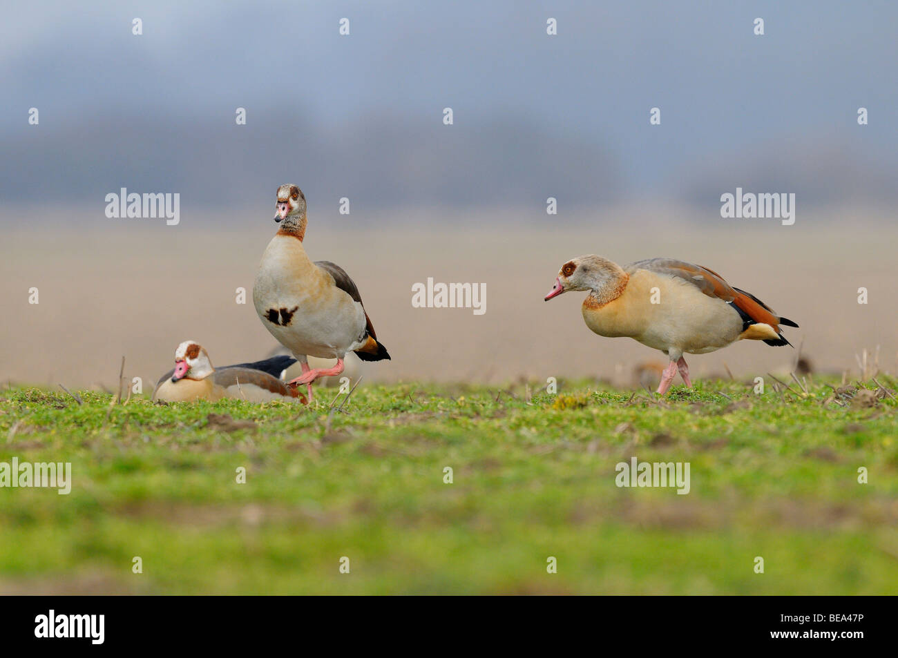 Nijlgans hi-res stock photography and images - Alamy