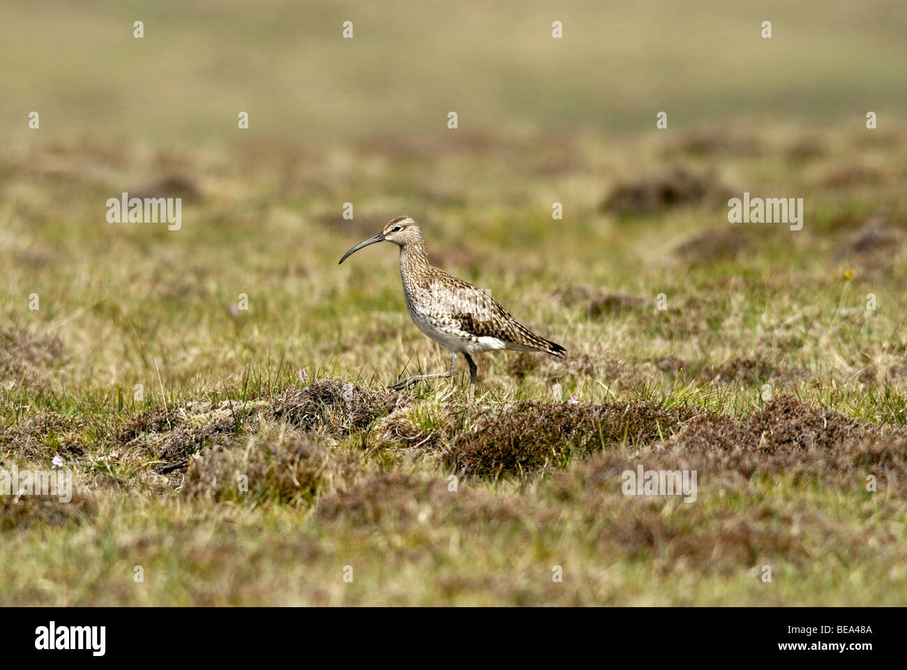 Fetlar scotland hi-res stock photography and images - Alamy