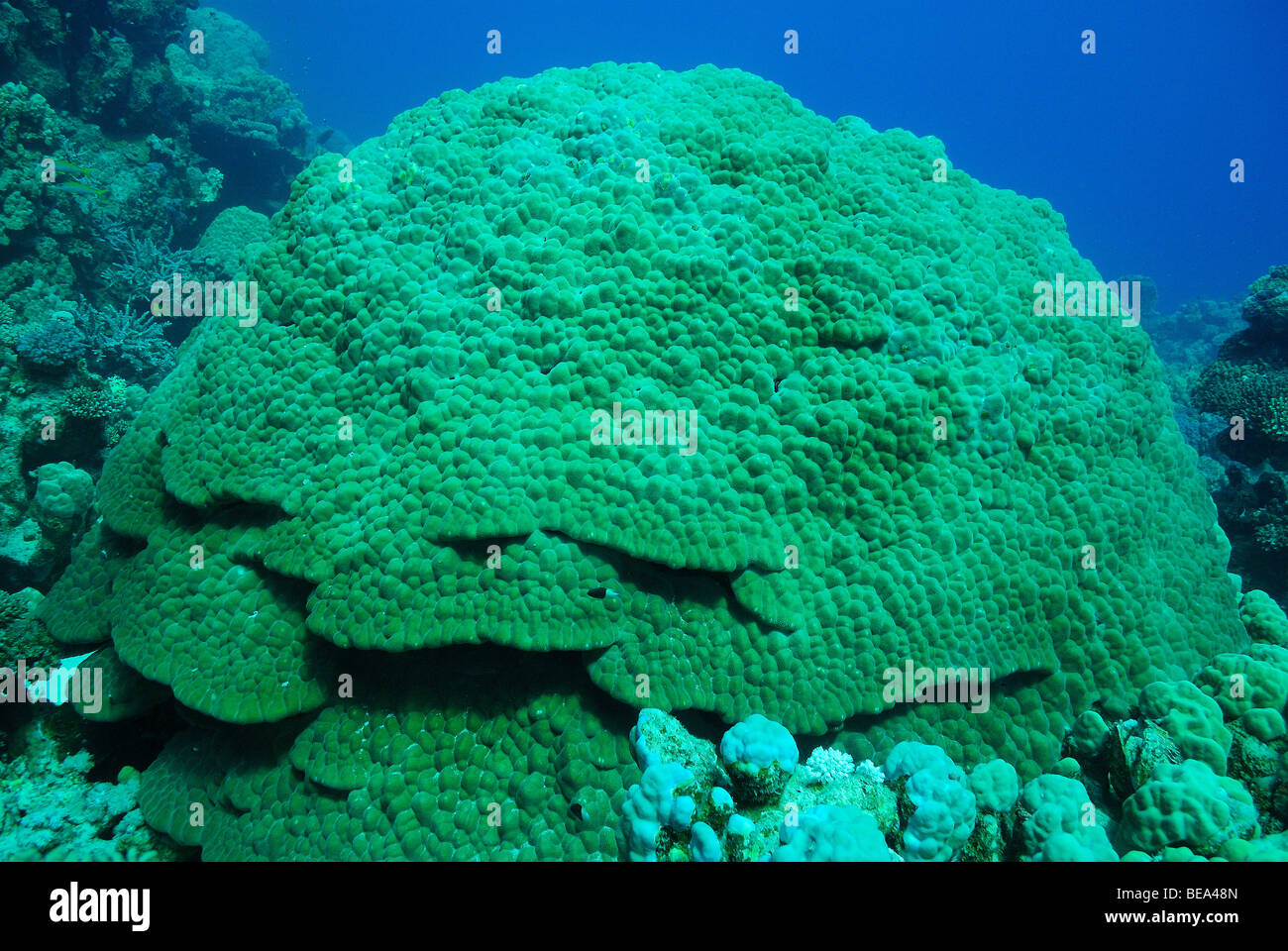 Scenic view on a hard coral colony in Red Sea, Egypt Stock Photo - Alamy