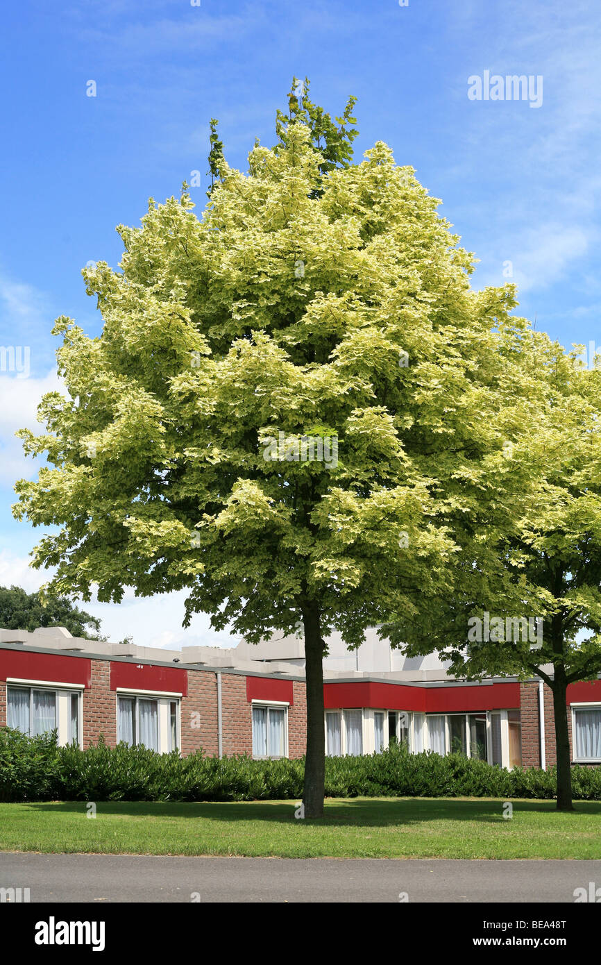 a variegated tree which causes a pleasurable variation in the garden ...