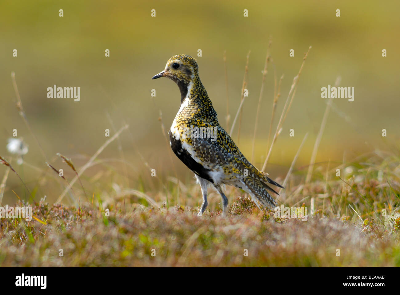 Golden Plover on moorland, Fetlar, Shetland Islands, Scotland Stock ...