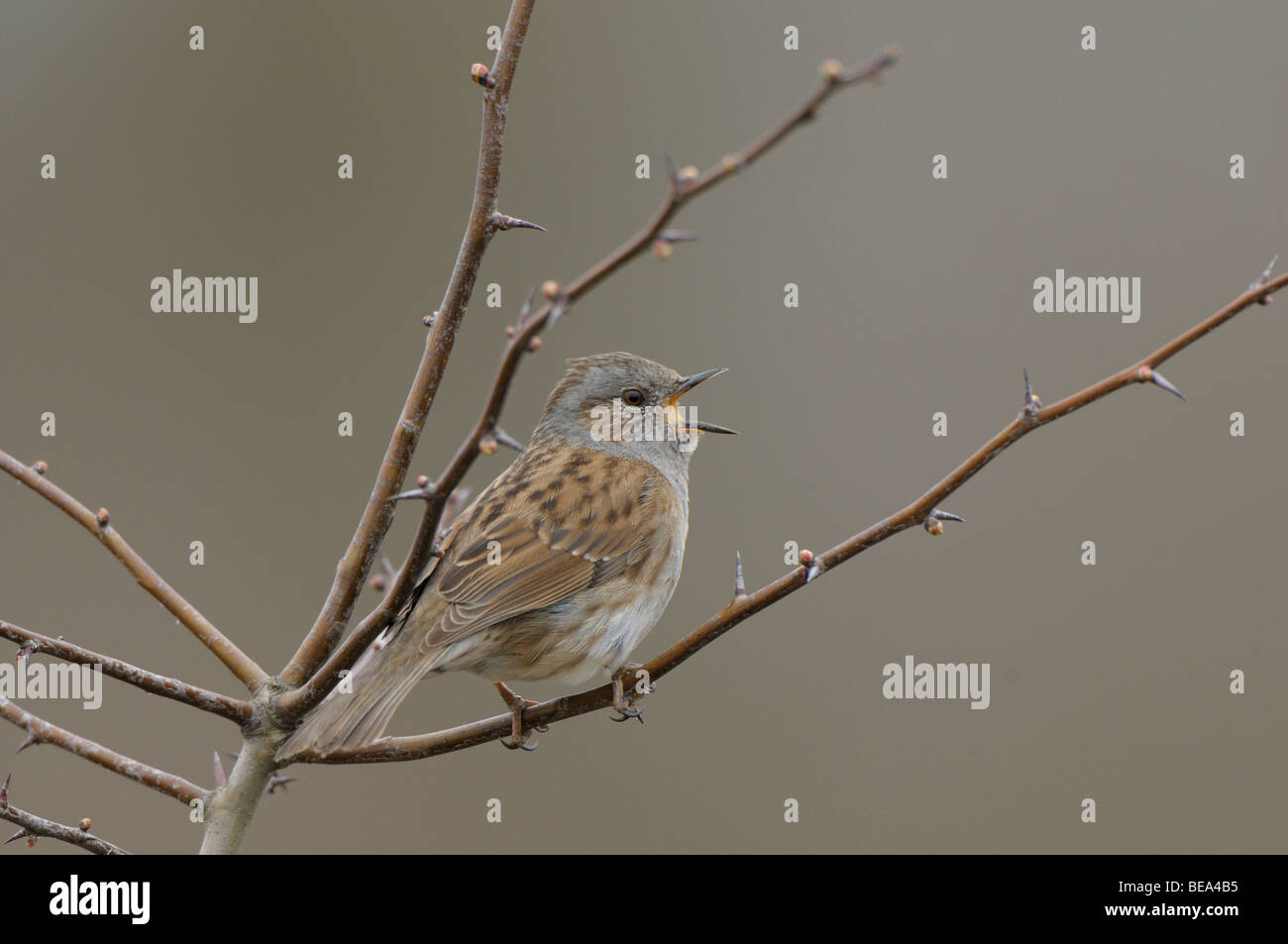 Zingende Heggemus in een Sleedoorn met dikke knoppen. Het voorjaar ...