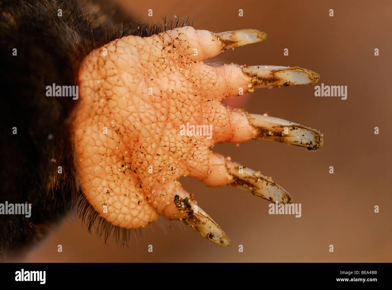 klauw van een dode mol; claw of a dead common mole Stock Photo - Alamy