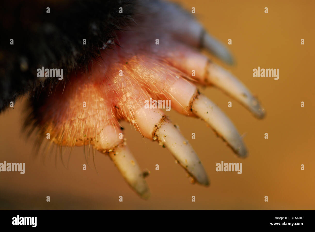 Common mole hi-res stock photography and images - Alamy
