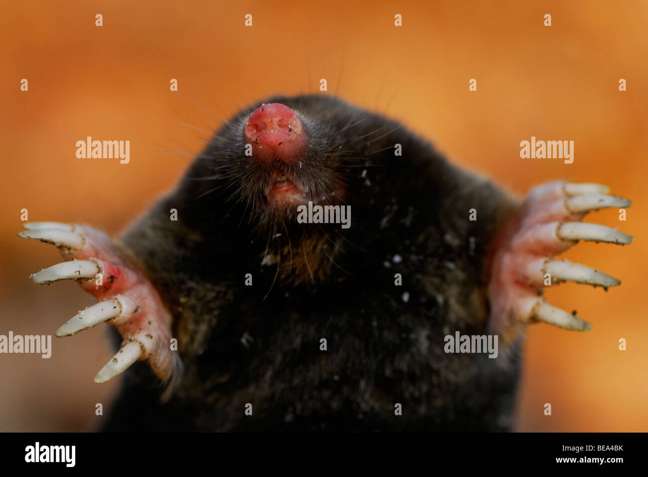 frozen dead common mole Stock Photo - Alamy