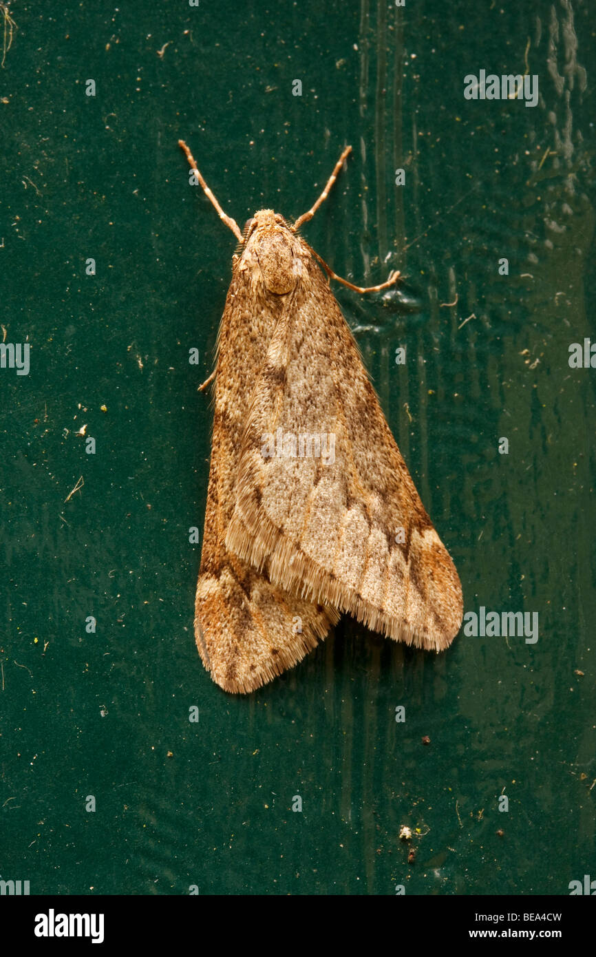 Male March moth (Alsophila aescularia) resting in typical position on a ...