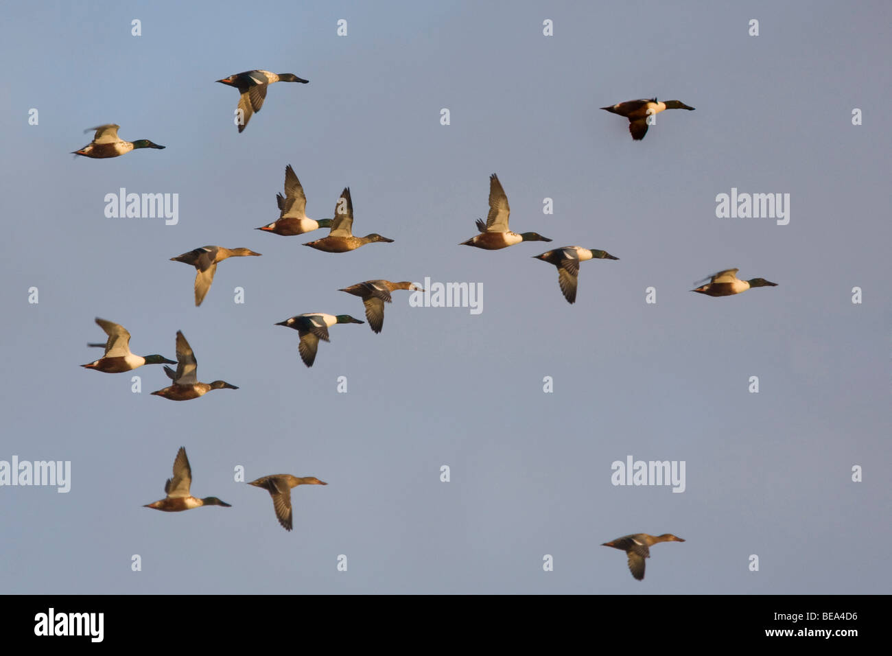 Slobeenden hi-res stock photography and images - Alamy