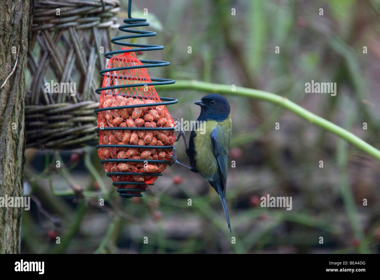 Koolmees met afwijkend kleed aan pindanet Stock Photo - Alamy