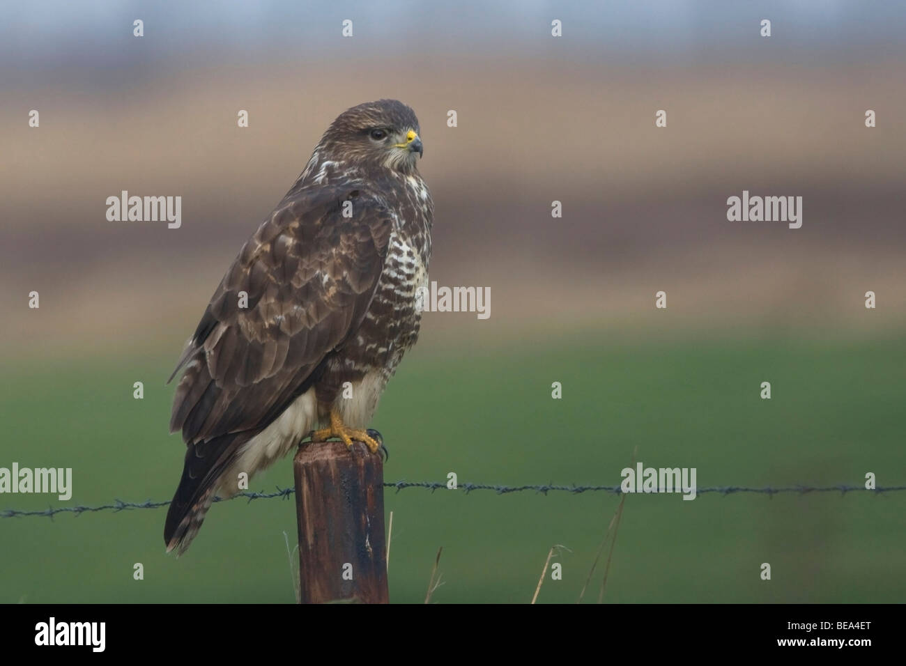 Regenwormen hi-res stock photography and images - Alamy