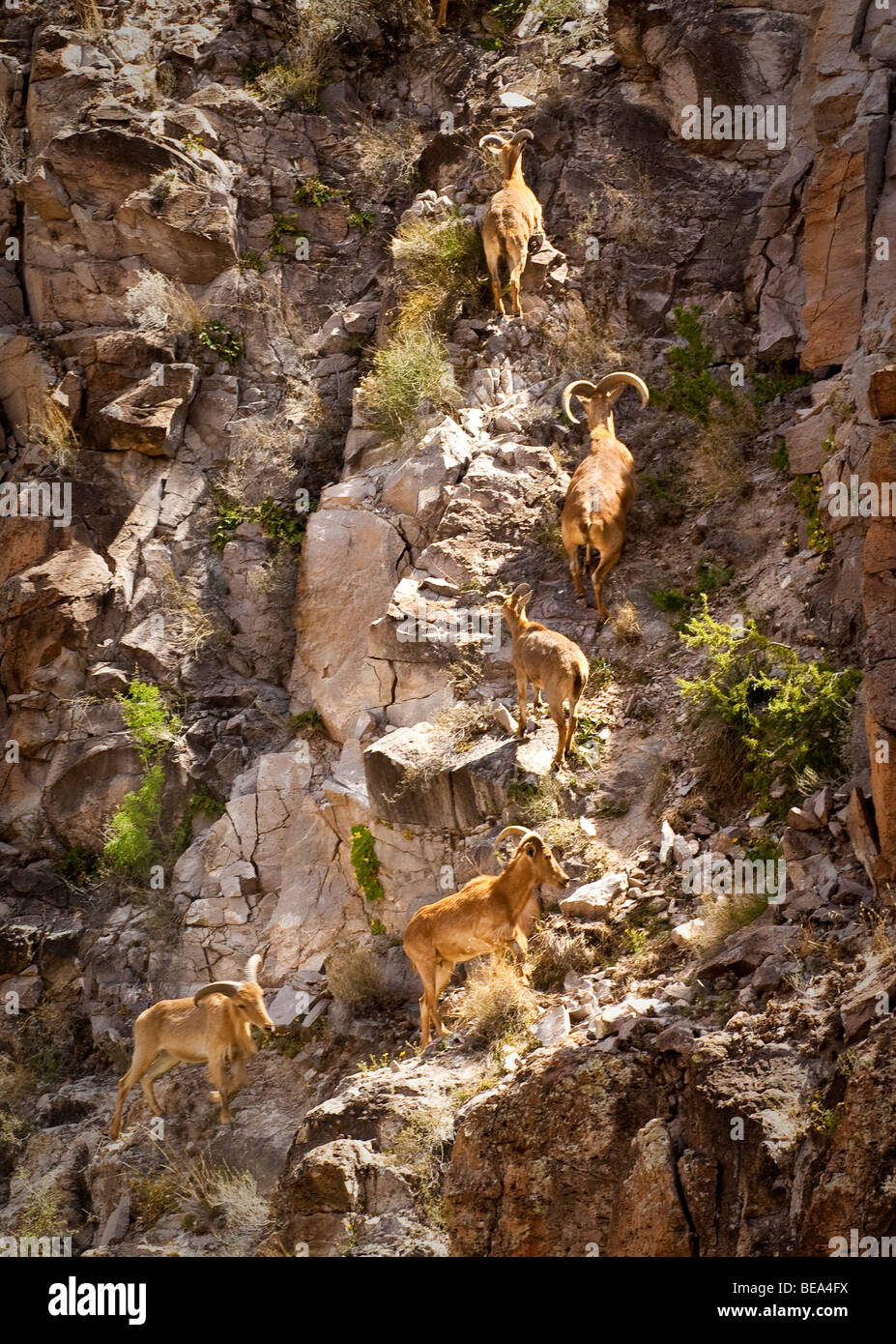Big bend texas sheep hi-res stock photography and images - Alamy