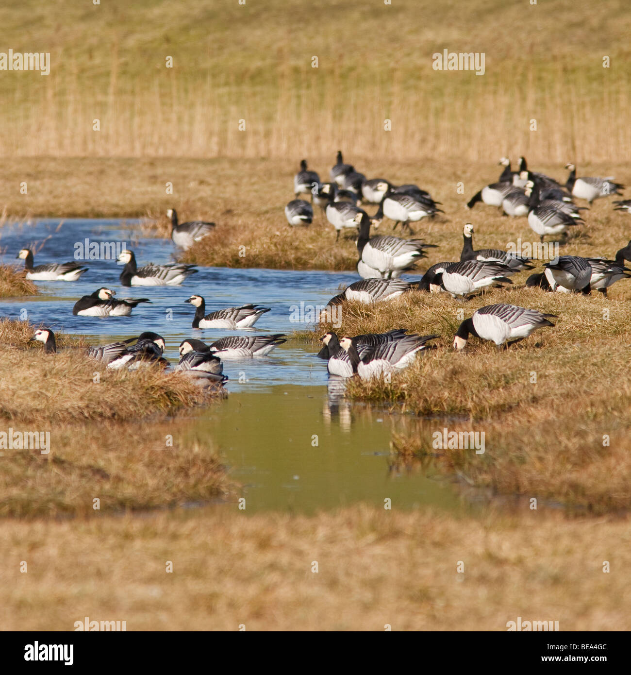 Barnacle Geese foraging and bathing at a freshwater creek Stock Photo ...