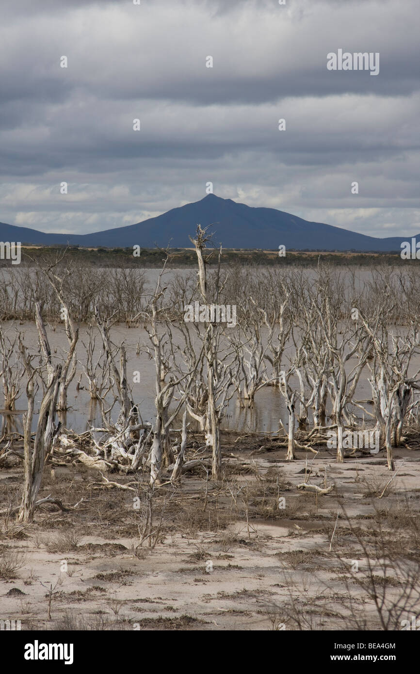 Ghostly trees at the edge of a lake Stock Photo - Alamy