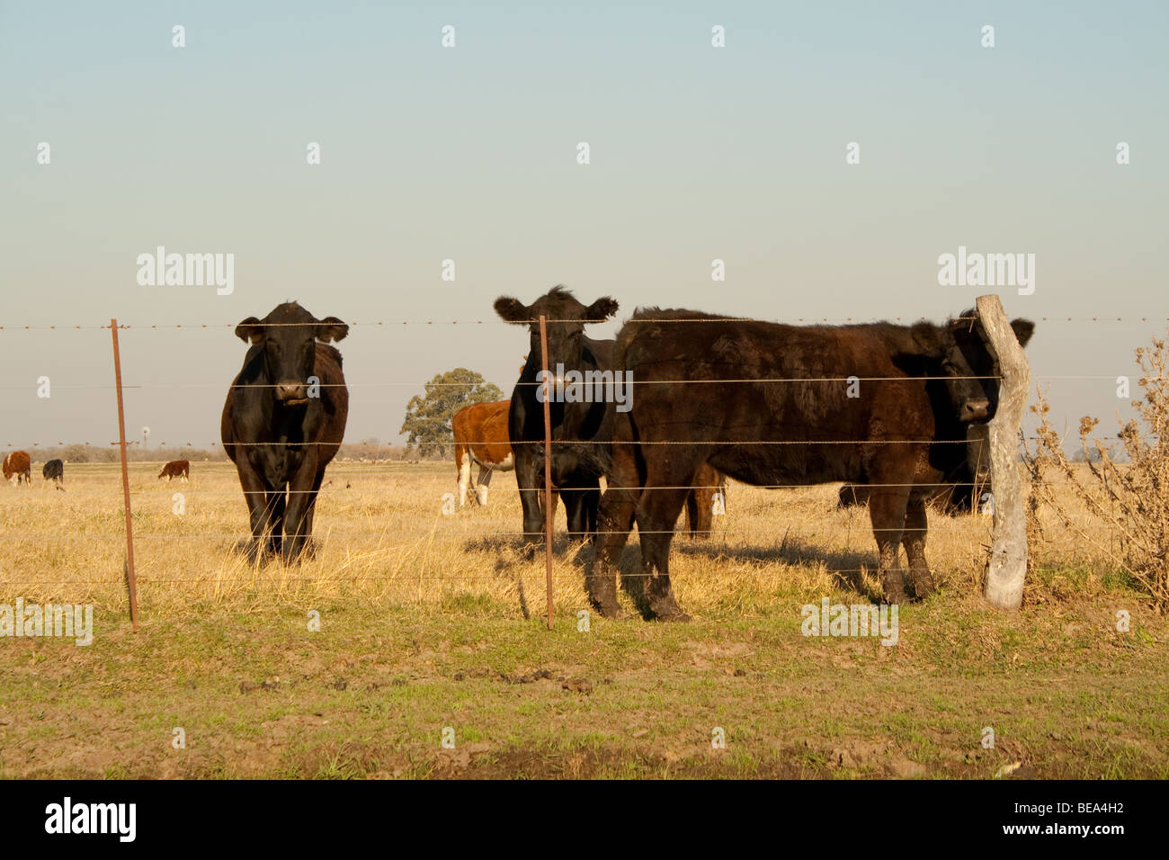 Three cows watching to the camera Stock Photo - Alamy