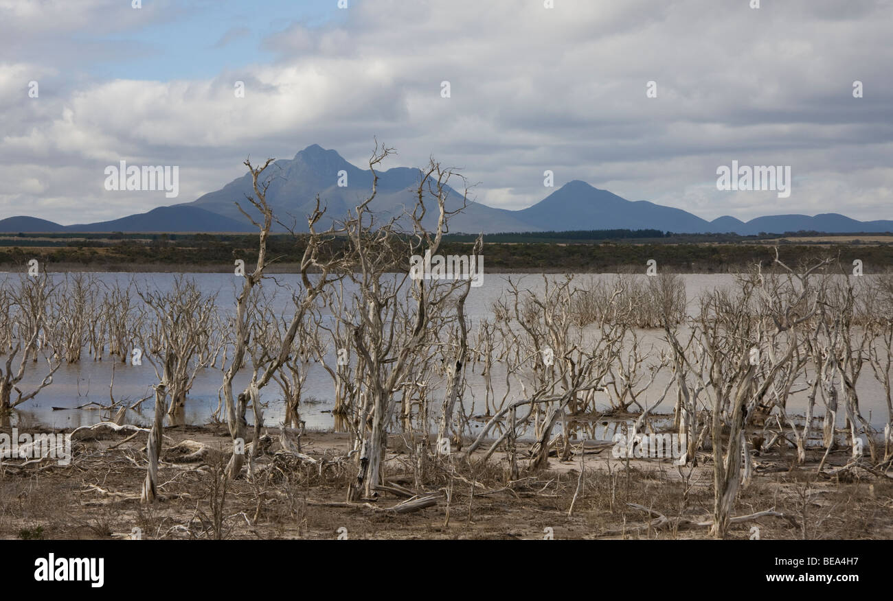 Ghostly trees at the edge of a lake Stock Photo - Alamy