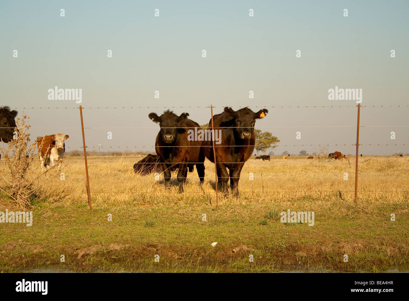 Two cows watching to the camera Stock Photo - Alamy