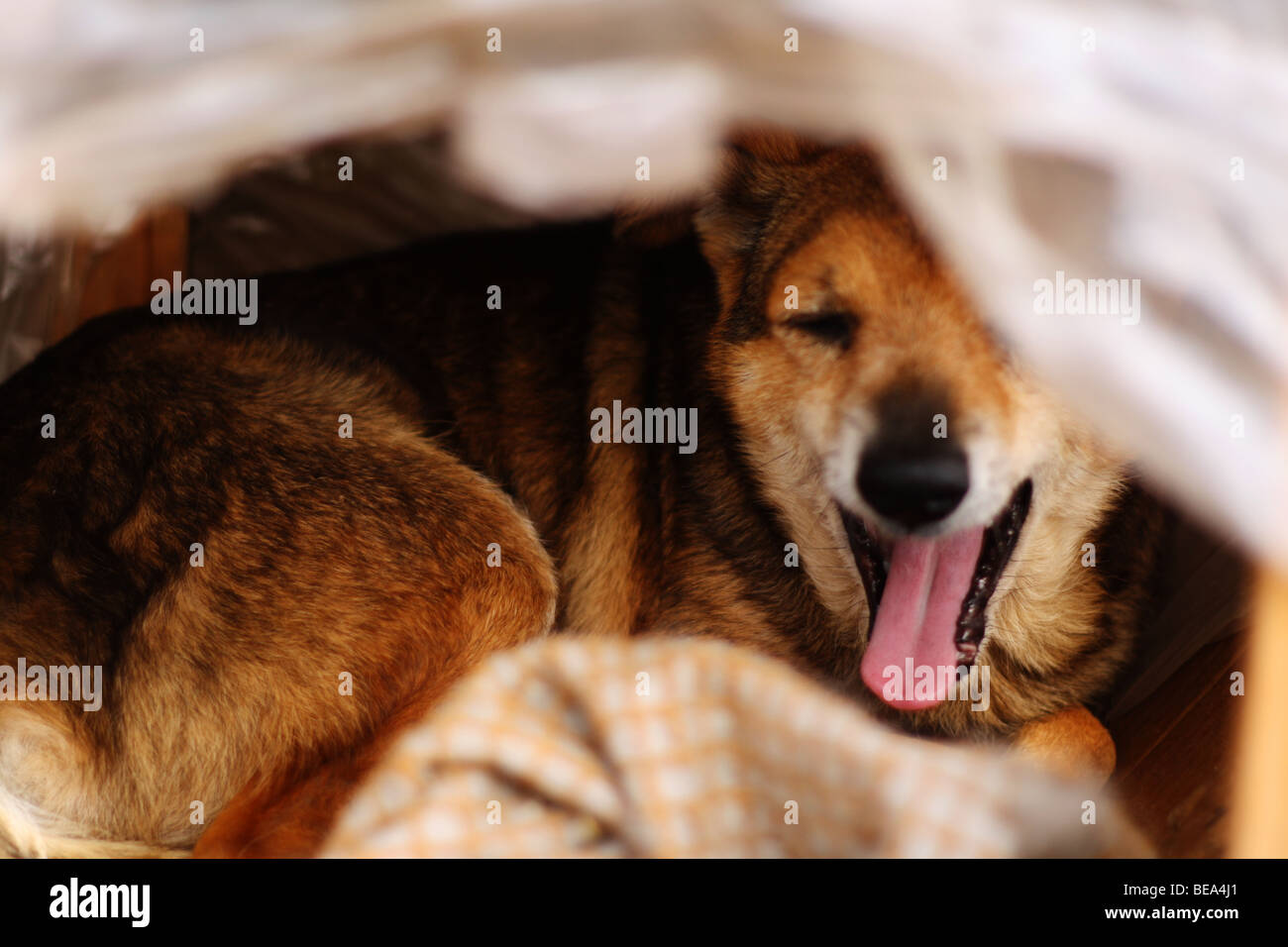 Old dog snoozing Stock Photo - Alamy