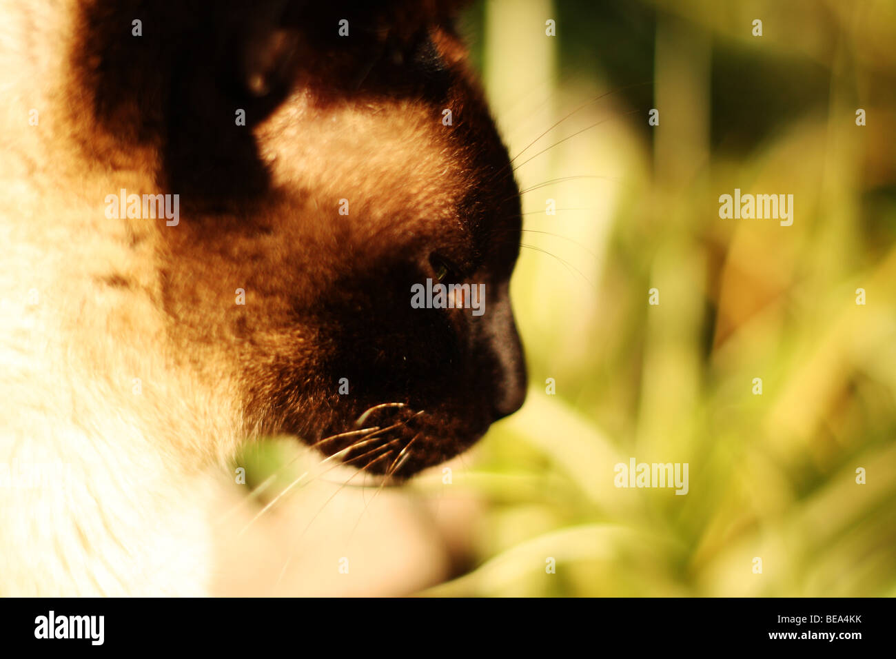 Siamese cat face Stock Photo - Alamy