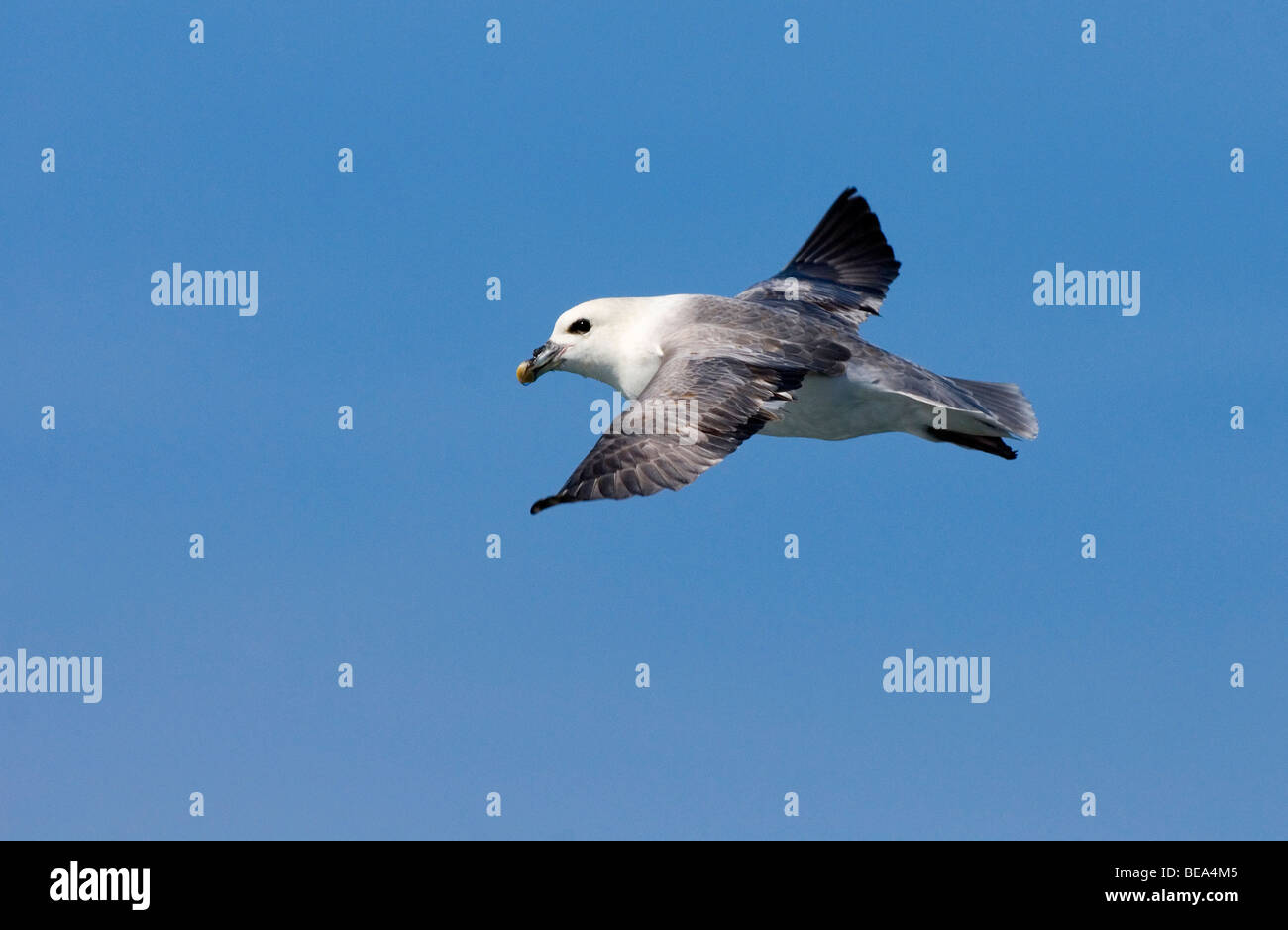 noordse stormvogel; fulmar Stock Photo - Alamy