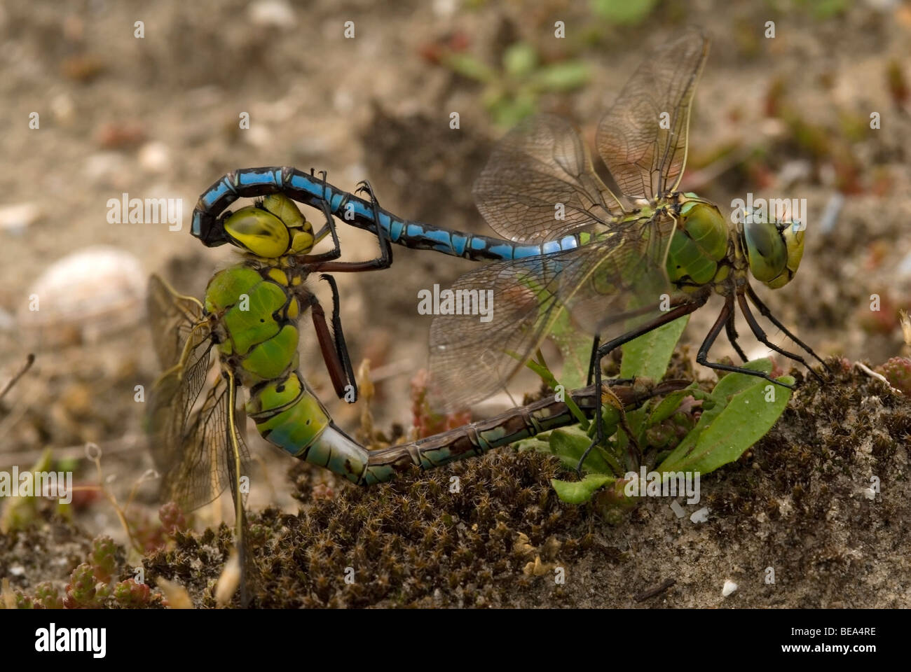Grote Keizerlibel parend;Blue Emperor mating Stock Photo - Alamy