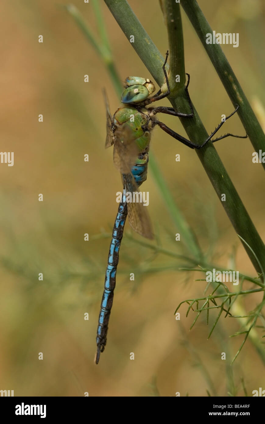 Grote Keizerlibel man;Blue Emperor male Stock Photo - Alamy